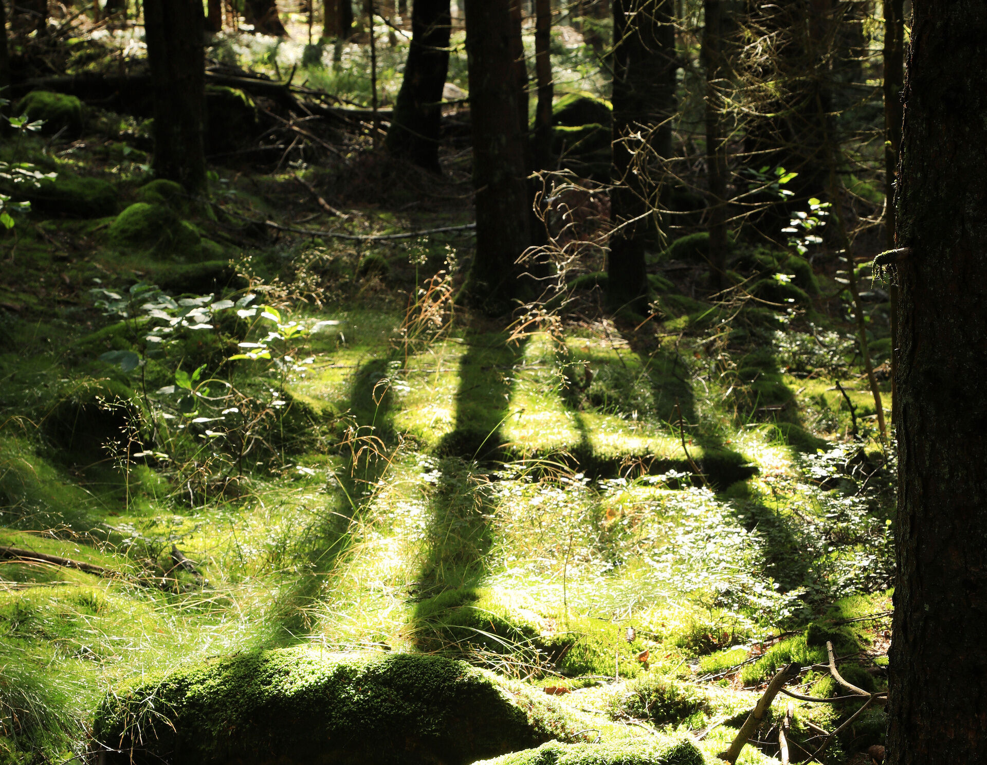 Hotel Das Bayerwald in Lam - Bayerischer Wald Schrothkur-Hotel ...